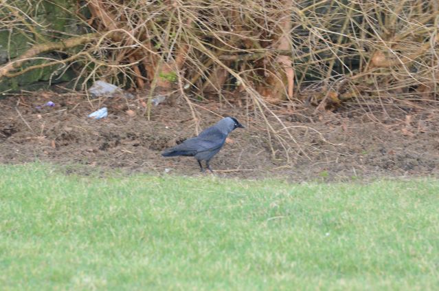 Crows and Ravens Will Work For Cheese | Psychology Today