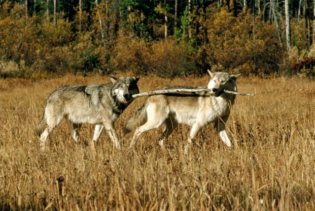 The Wolf War Goes Global, and the World Loses | Psychology Today