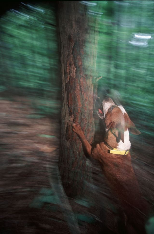 The Altai Dog Tells a Tale | Psychology Today