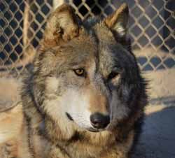 The Misunderstood Wolf Meets the Misunderstood Addict | Psychology Today