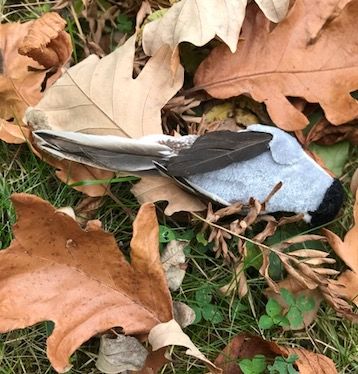 Why Should We Grieve the Death of a Wild Animal? | Psychology Today