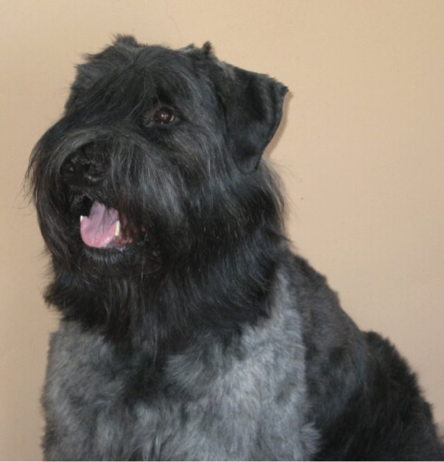 Meaningful Life Lessons I Learned From My Dog | Psychology Today Canada