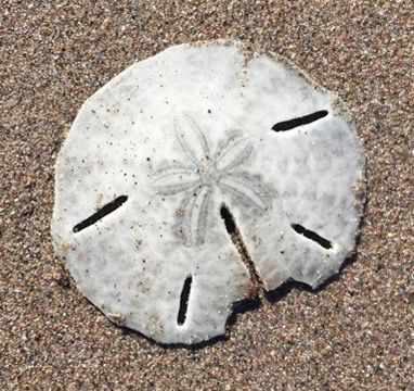 Broken Sand Dollar | Psychology Today