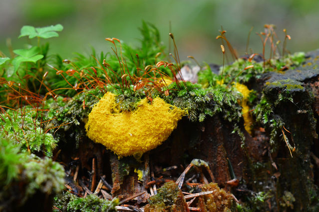 Slime Mode Shows Us How To Survive the Covid-19 Pandemic | Psychology Today