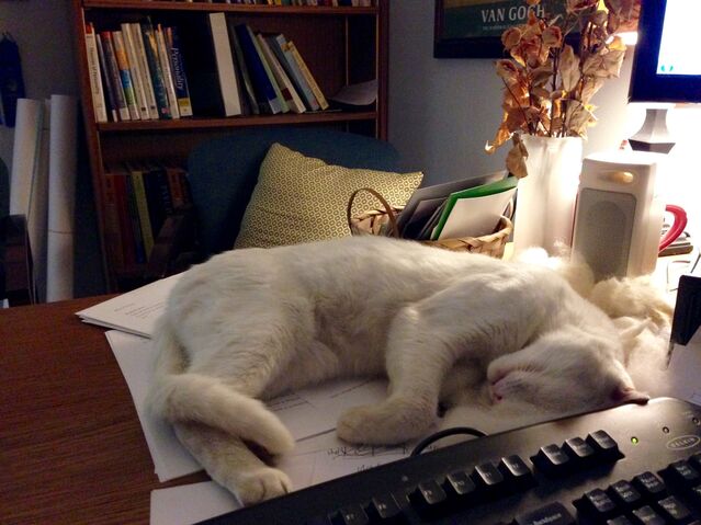 The Curious Case of the Professor Who Turned Into a Cat | Psychology Today