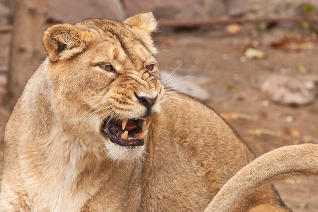 Rage Is the Rage | Psychology Today