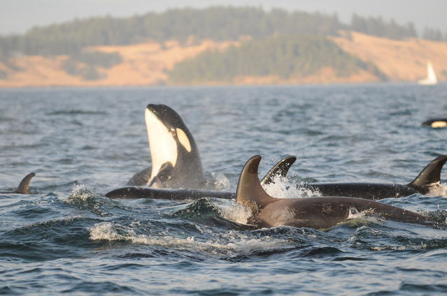 Learning From Orca Menopause | Psychology Today