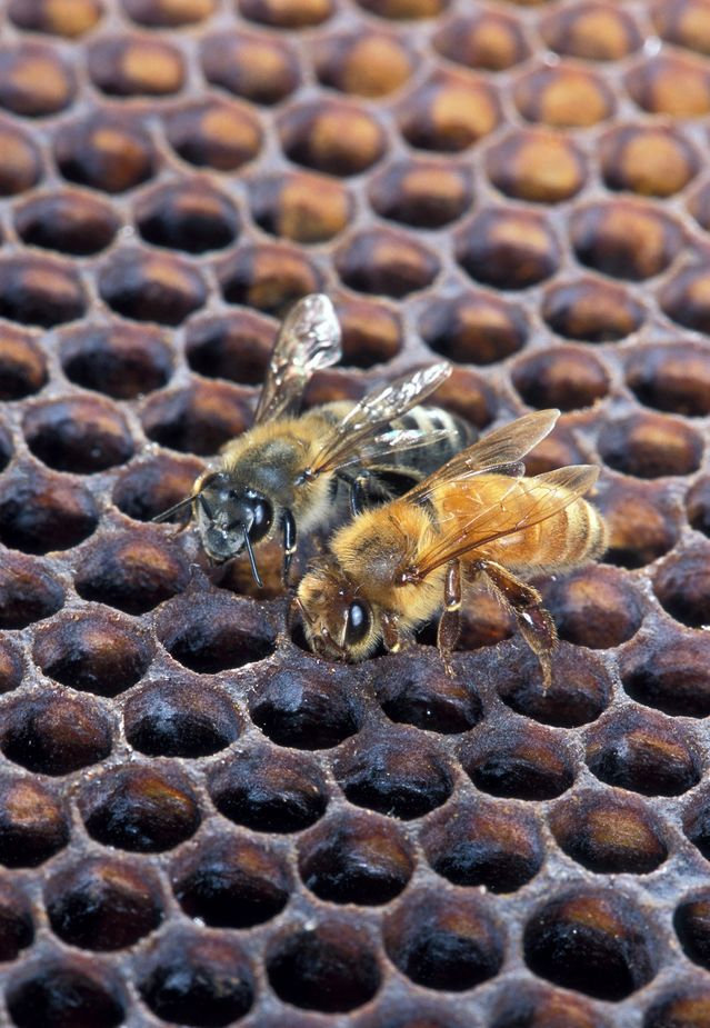 An Ode to the Worker Bee | Psychology Today