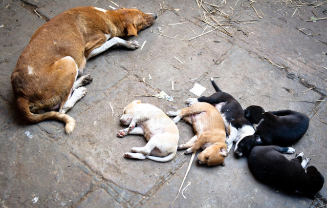 Let Sleeping Dogs Lie: EEGs Show They Learn When Z'ing | Psychology Today