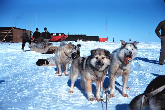 Doping Scandal Imperils Iditarod Sled Dog Race | Psychology Today
