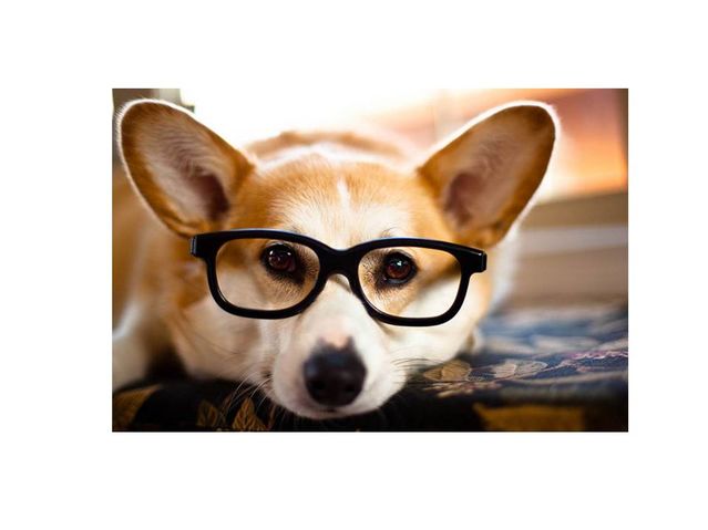 Compared to Humans, How Good Is a Dog's Visual Acuity? | Psychology ...