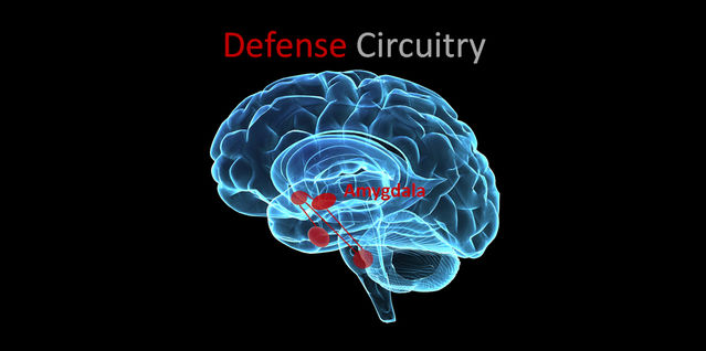 In Most Sexual Assaults, “Defense Circuitry” Runs the Show | Psychology ...