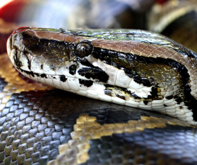 Your Worst Animal Nightmare | Psychology Today