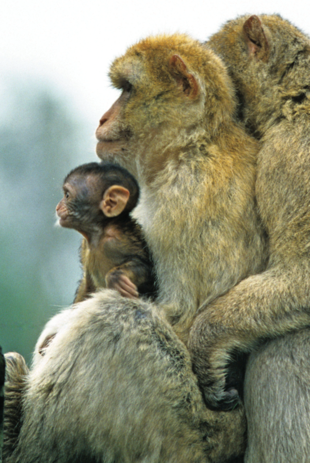 Yes, Humans and Animals Are 'Not So Different' | Psychology Today UK