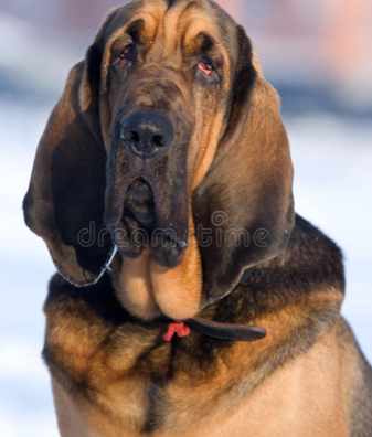 New Study Shows Importance of Understanding Dog Behavior | Psychology ...