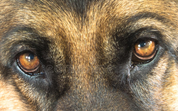 How Dogs View the World: Brain Scans Tell Us What They See | Psychology ...