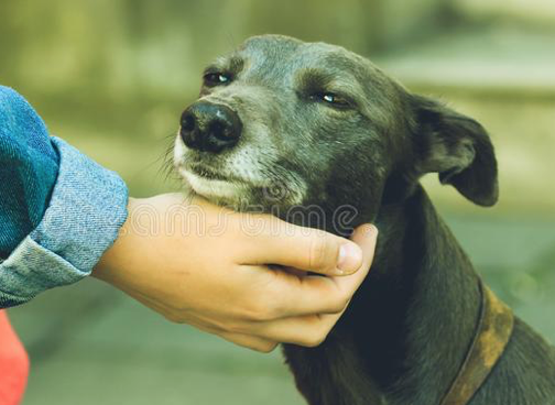 Dogs Use Various Gestures to Get What They Want From Us | Psychology Today
