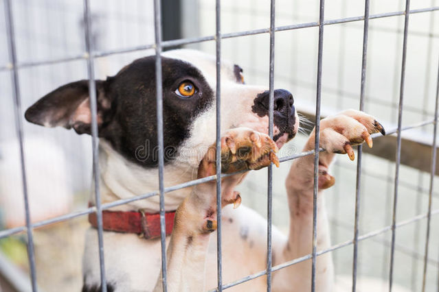 "Will More Science Show It's Really OK to Harm Animals?" | Psychology Today