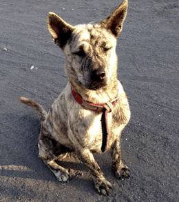 Personality Traits of Companion and Free-Ranging Bali Dogs | Psychology ...