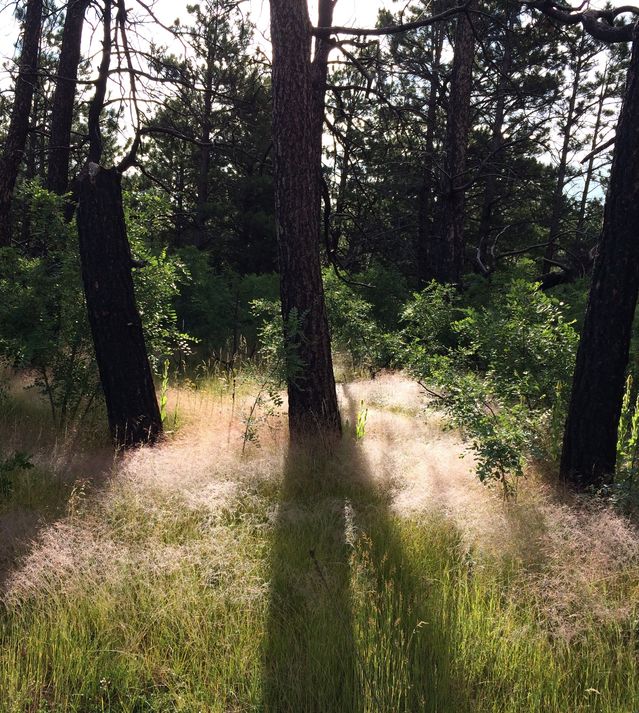 The Solace of Nature | Psychology Today