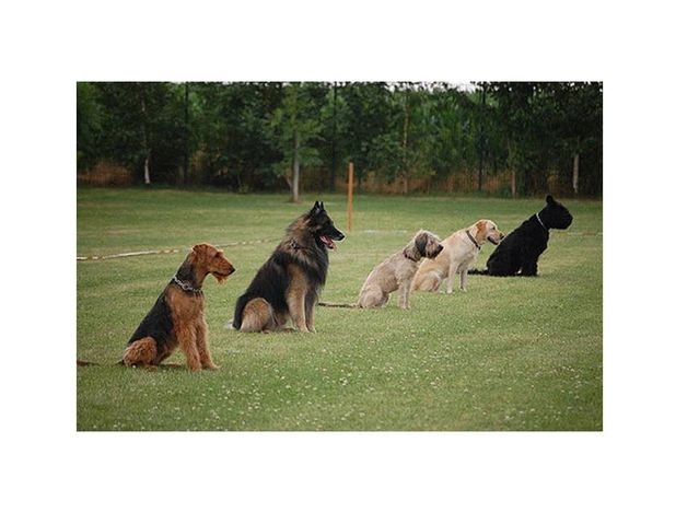 Dog Self-Control Requires Energy Resources | Psychology Today