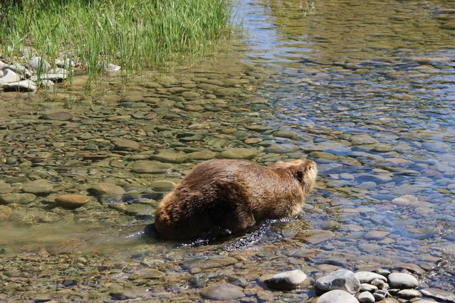 The Secret Lives of Beavers and Why These Architects Matter ...