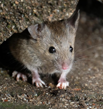 Do Uncaged Animals Produce More Reliable Science? | Psychology Today