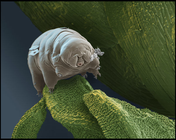 Tardigrades, Trisolarans and the Toughness of Life | Psychology Today