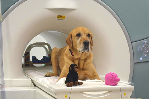 Awake fMRI Reveals How Canine Brains Process Novel Words | Psychology Today