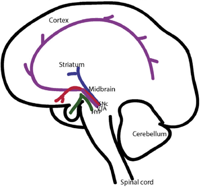 What Does Dopamine Really Do? | Psychology Today