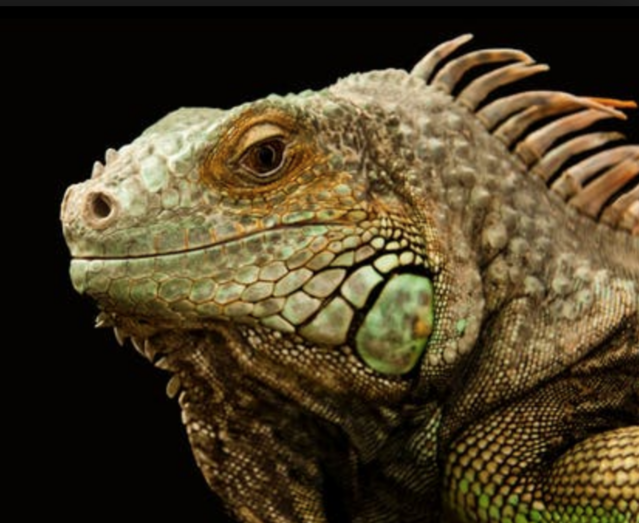 Fear, the Lizard Brain, and the 2018 Midterm Elections | Psychology Today
