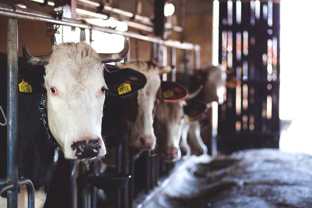 The Scary Facts of Dairy Violate the Five Freedoms | Psychology Today