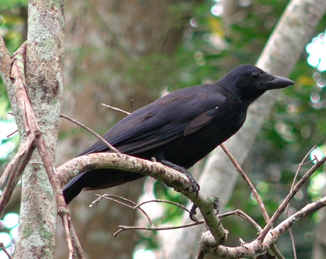 Observant Crows Make Weighty Decisions | Psychology Today