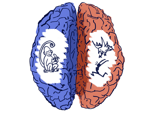 My Two Brains: Why Are They Not the Same? | Psychology Today UK