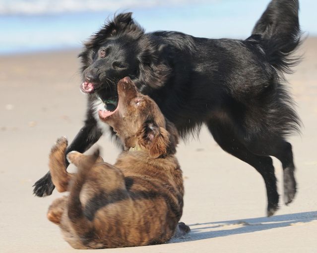 Dogs at Play: Fun-Filled Zoomies Exercising Senses & Bodies ...