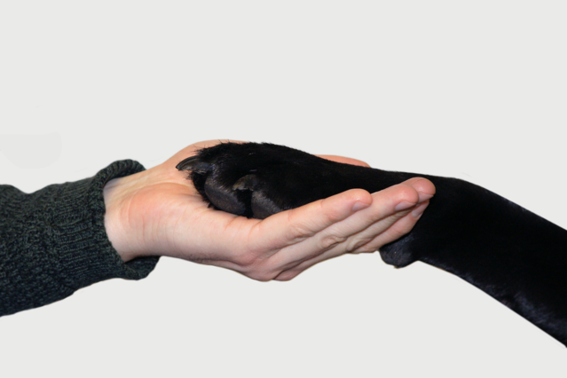 Left Pawed or Right Pawed: Do Dogs Show a Preference? | Psychology Today