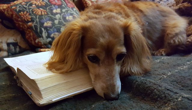 How Can Dogs Help Children Read? | Psychology Today