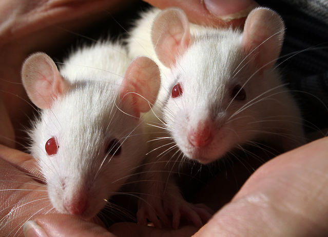 Rats Feel One Another’s Pain | Psychology Today