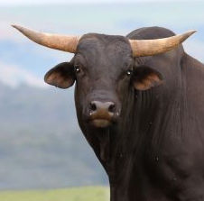 Bull Is Important | Psychology Today