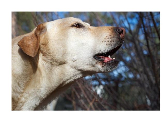 A Concise Dictionary of Dog Barks | Psychology Today Canada