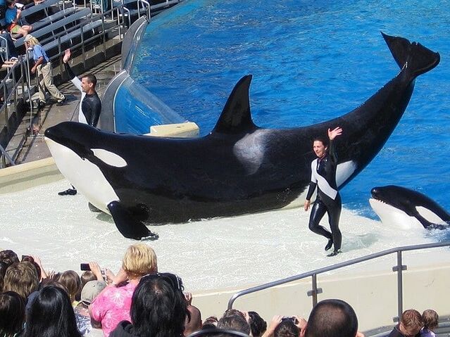 The Harmful Effects of Captivity and Stress on Captive Orcas ...