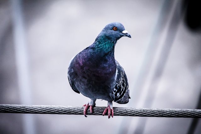 The Surprising Neuroscience of Pigeon Intelligence | Psychology Today
