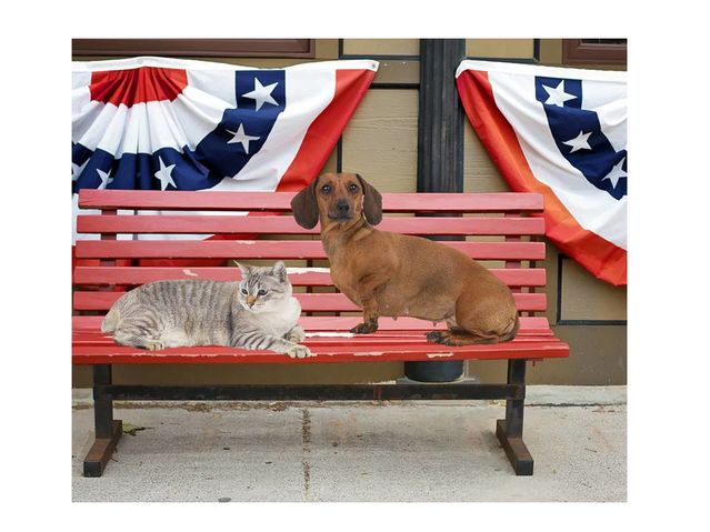 Dog Ownership Predicts Voting Behavior—Cats Do Not | Psychology Today