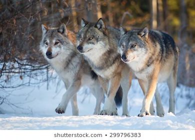 The Story of Yellowstone Wolf 8: From Underdog to Alpha Male ...