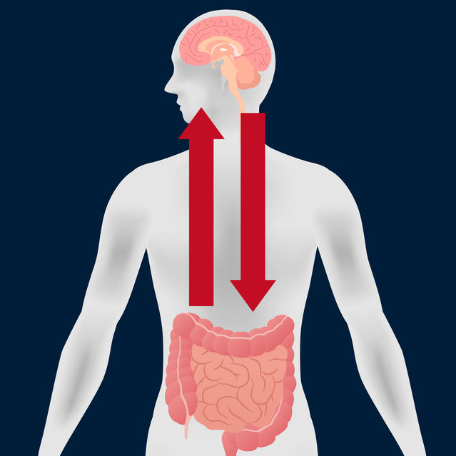 The Vagus Nerve May Carry Serotonin Along The Gut Brain Axis