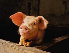 How We Value and Devalue Animals | Psychology Today