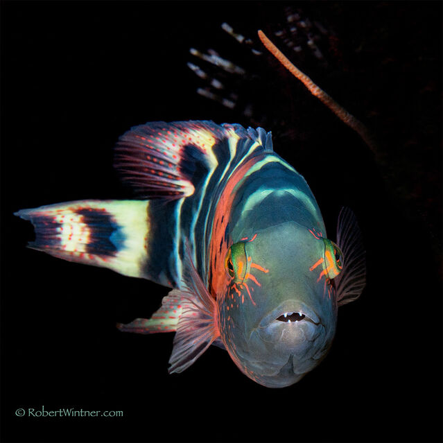 "The Dark Hobby": The Price Paid to Tank Pretty Fishes | Psychology Today