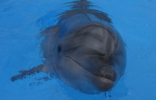 Do Animals Think? | Psychology Today Canada