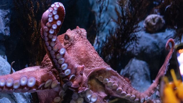 What Is Good for an Octopus? | Psychology Today