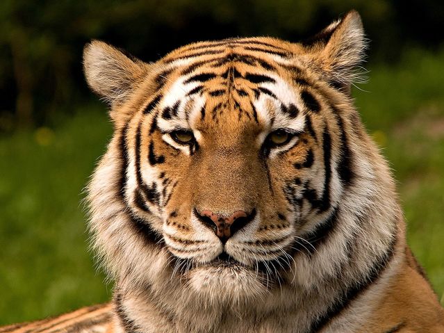 Why Tiger King Is the Perfect Show for Chaotic Times | Psychology Today